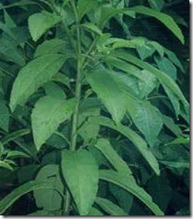 attechno-Medicine News: Sambong (Blumea balsamifera L.)